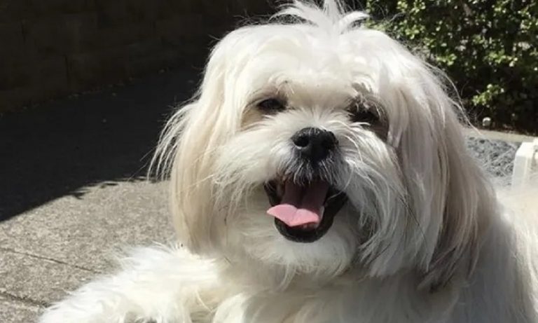 Maltese Mixed Breeds: Personality, Characteristics & Care – Pet Guide ...