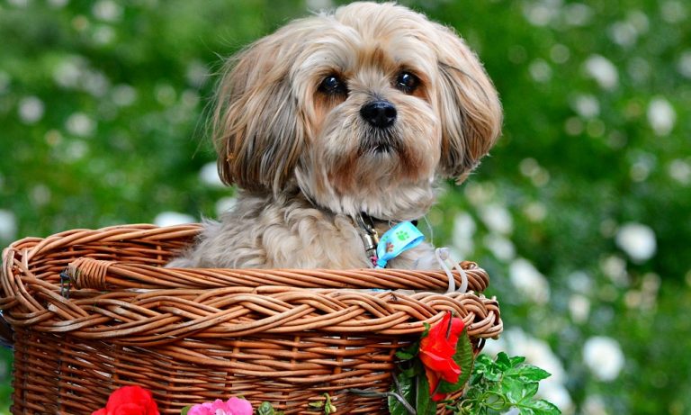 Dog Breeds Under 30 Pounds – Complete List with Pictures – Pet Guide ...