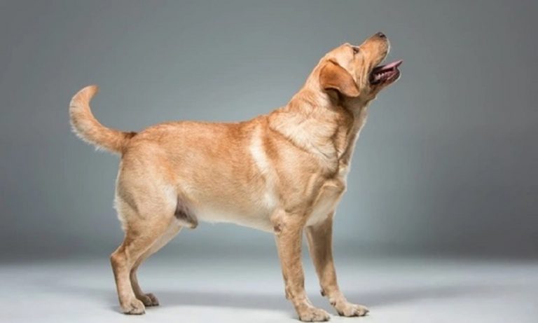 A Complete List of 200+ Cream Colored Dog Names – Pet Guide Reviews