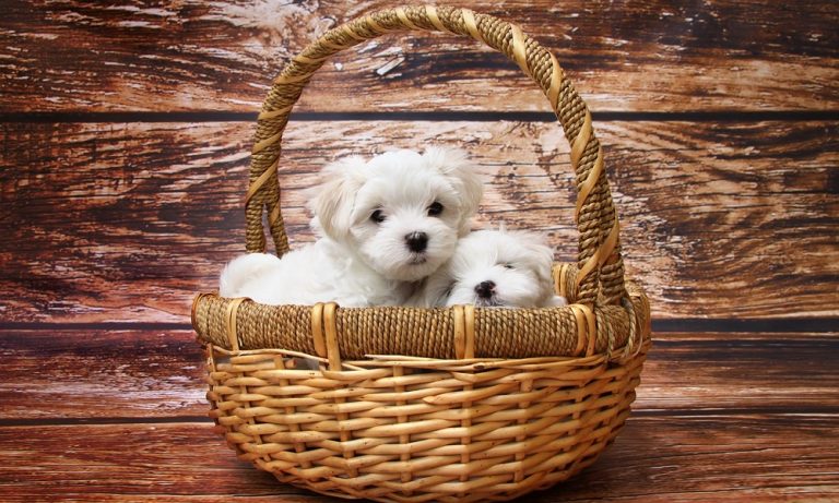 Dog Breeds Under 30 Pounds – Complete List with Pictures – Pet Guide ...