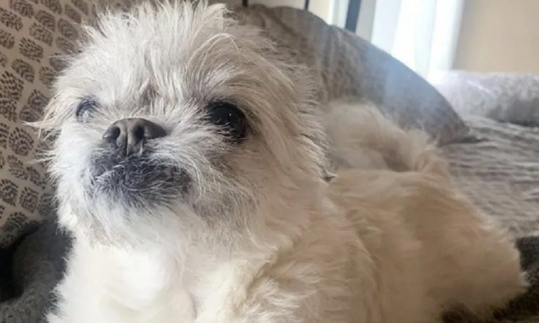 Maltese Mixed Breeds: Personality, Characteristics & Care – Pet Guide ...