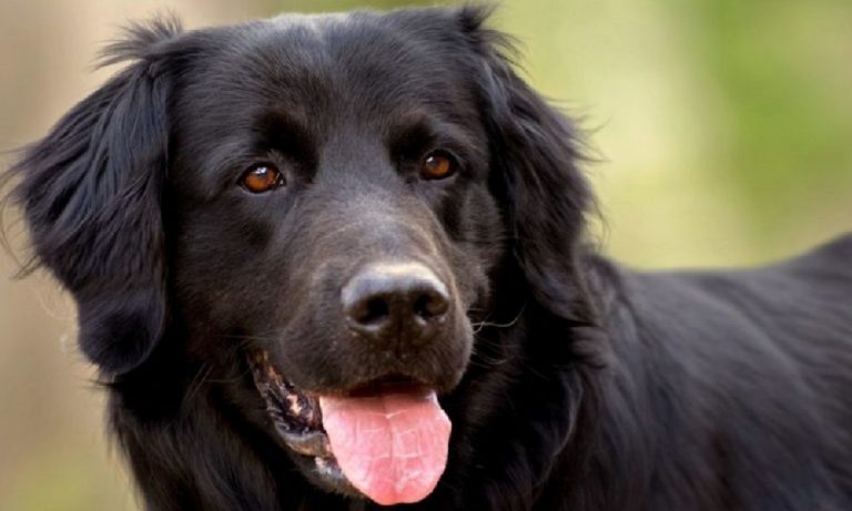 Labrador Mixed Breeds: Active and Friendly – Pet Guide Reviews