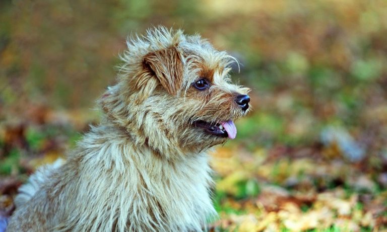 Dog Breeds Under 30 Pounds – Complete List with Pictures – Pet Guide ...