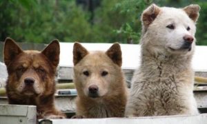 Korean Dog Breeds: The Origin, Group & More – Pet Guide Reviews