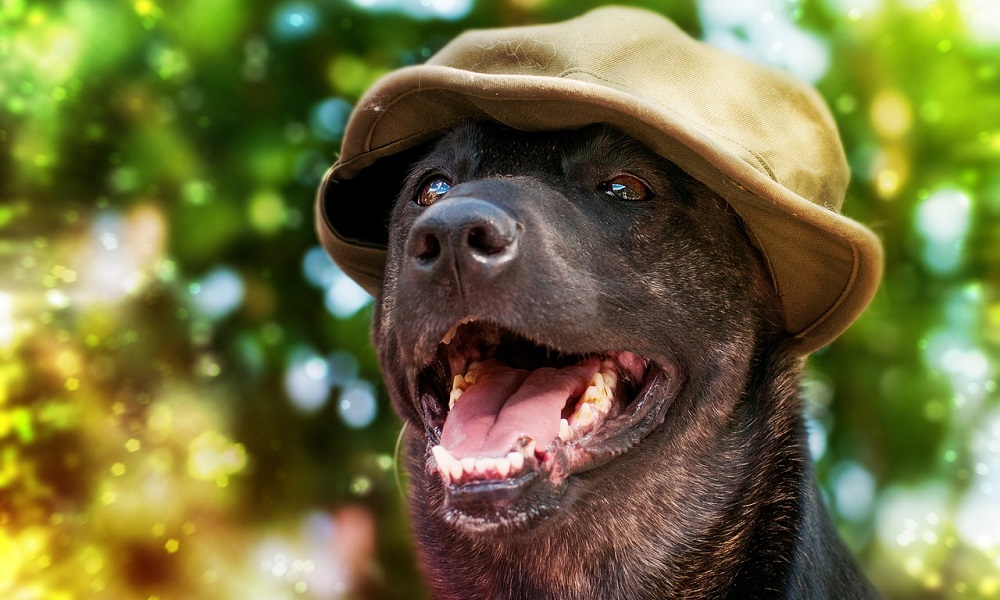 15 Police Dog Breeds Facts Information 15 Police Dog Breeds Facts Information