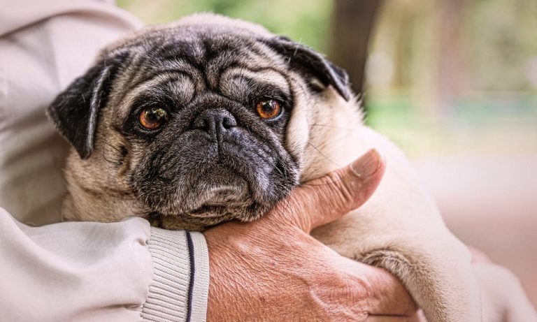 Dog Breeds Under 30 Pounds – Complete List with Pictures – Pet Guide ...