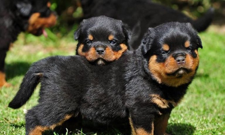 Rottweiler Mixed Breeds: Overview with Facts and Advice – Pet Guide Reviews