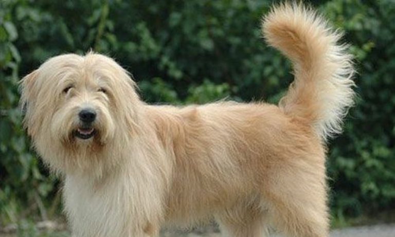 Korean Dog Breeds: The Origin, Group & More – Pet Guide Reviews