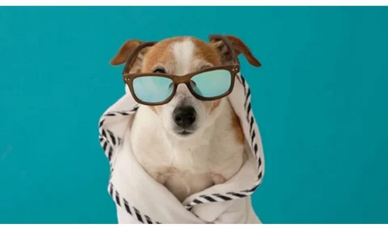 Sassy Dog Names [200+ Awesome List] – Pet Guide Reviews