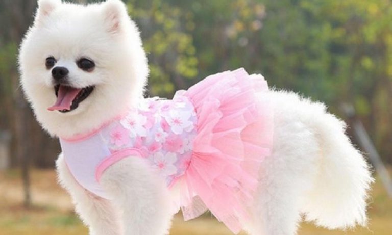 Sassy Dog Names [200+ Awesome List] – Pet Guide Reviews