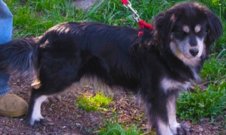 Husky Mixed Breeds That are Perfect for Your Family – Pet Guide Reviews