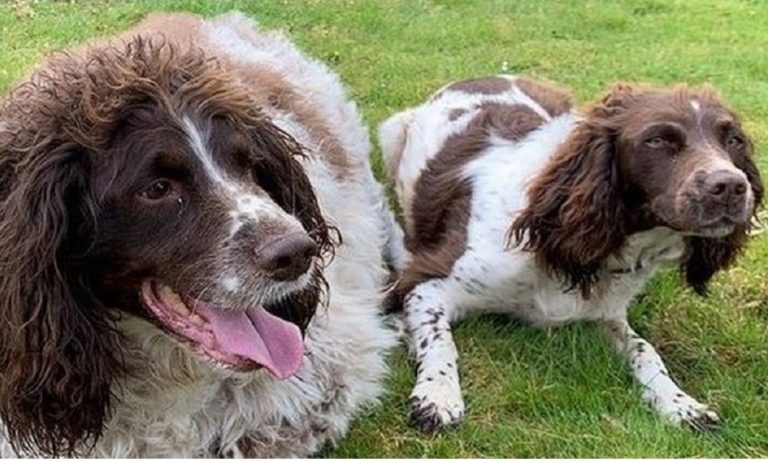 Types of Spaniel Dog Breeds that are Good for Pet Lovers – Pet Guide ...