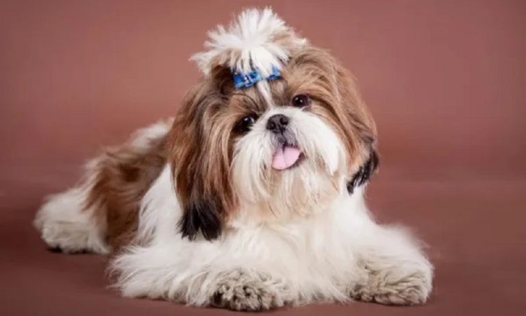 100+ Fancy Dog Names: Ideas for Your Loving Canine – Pet Guide Reviews