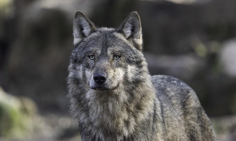 Labrador Mixed Breeds: Active and Friendly – Pet Guide Reviews