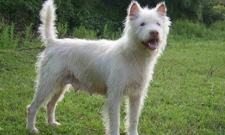 Chinese Dog Breeds: That are Super & Completely Unique – Pet Guide Reviews