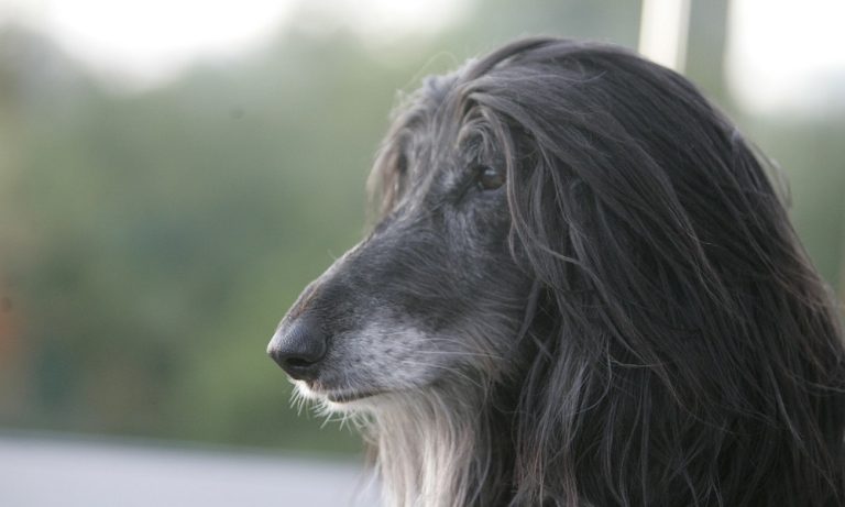 10 Dog Breeds with Dreadlocks: Characteristics & Facts – Pet Guide Reviews