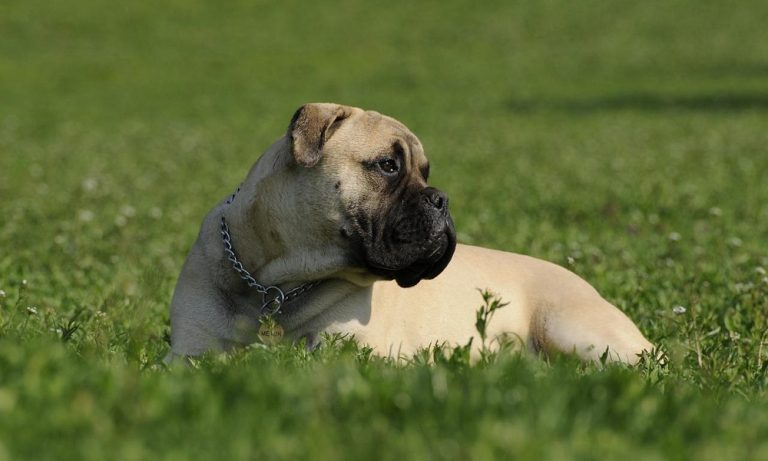 15 Types of Bulldog Breeds – A Complete Guide – Pet Guide Reviews