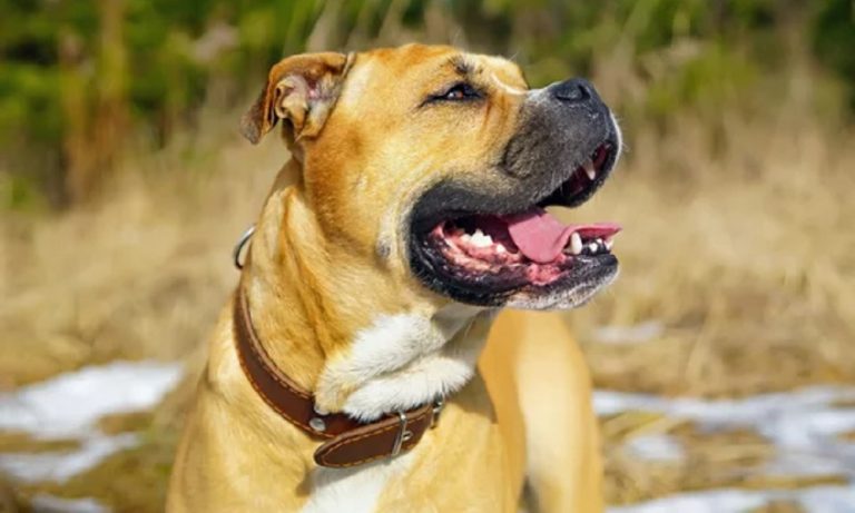15 Types of Bulldog Breeds – A Complete Guide – Pet Guide Reviews