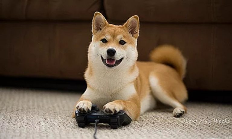 200+ Ultimate List of Video Game Dog Names – Pet Guide Reviews