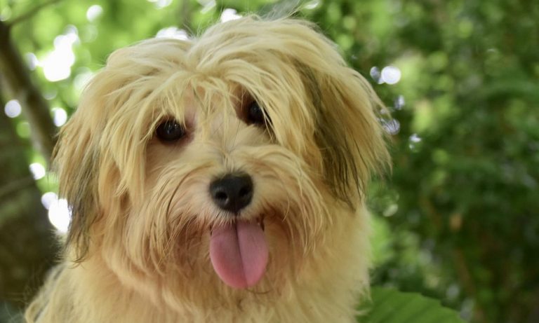 10 Dog Breeds with Dreadlocks: Characteristics & Facts – Pet Guide Reviews