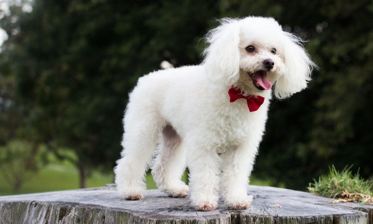 10 Dog Breeds with Dreadlocks: Characteristics & Facts – Pet Guide Reviews