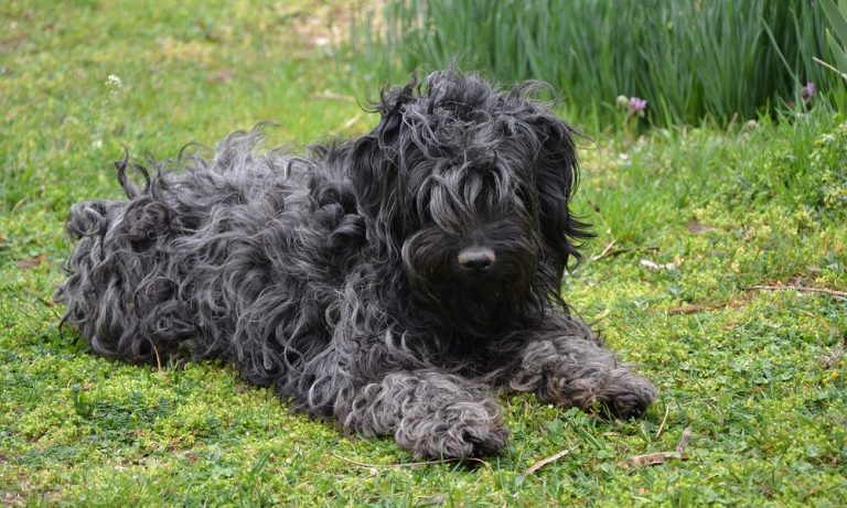 10 Dog Breeds with Dreadlocks: Characteristics & Facts – Pet Guide Reviews