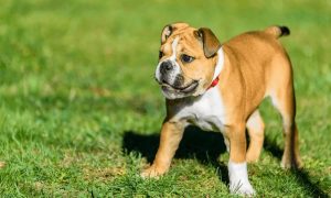 15 Types of Bulldog Breeds – A Complete Guide – Pet Guide Reviews