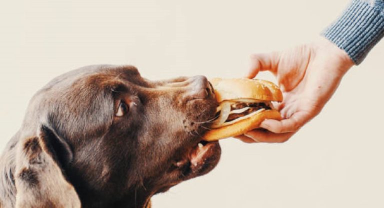 Can Dogs Eat Burgers? – Pet Guide Reviews