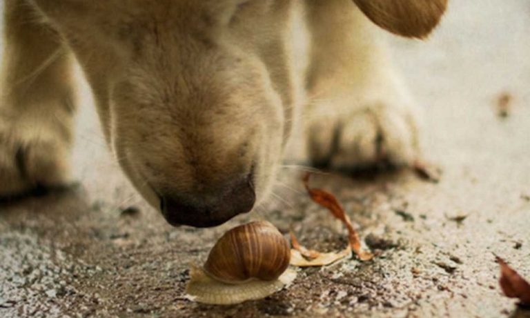 Can Dogs Eat Snails? – Pet Guide Reviews