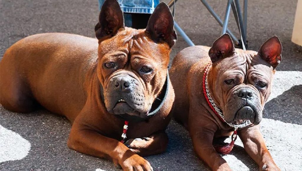 How Much is a Chinese Red Dog? – Pet Guide Reviews
